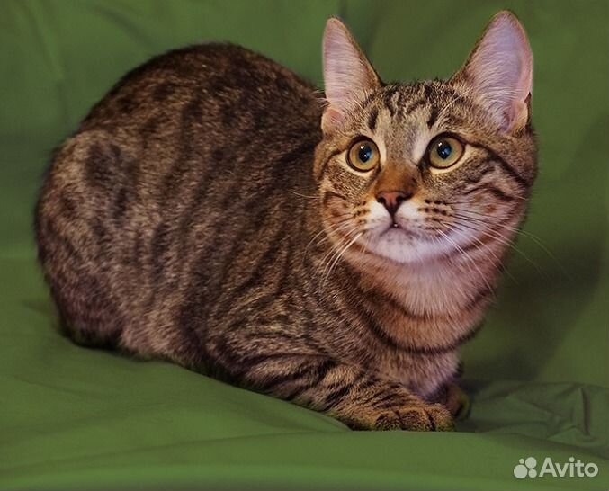 Макс - полосатый "зайчонок"