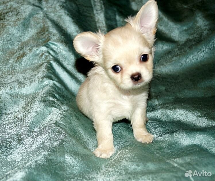 Девочка Моника