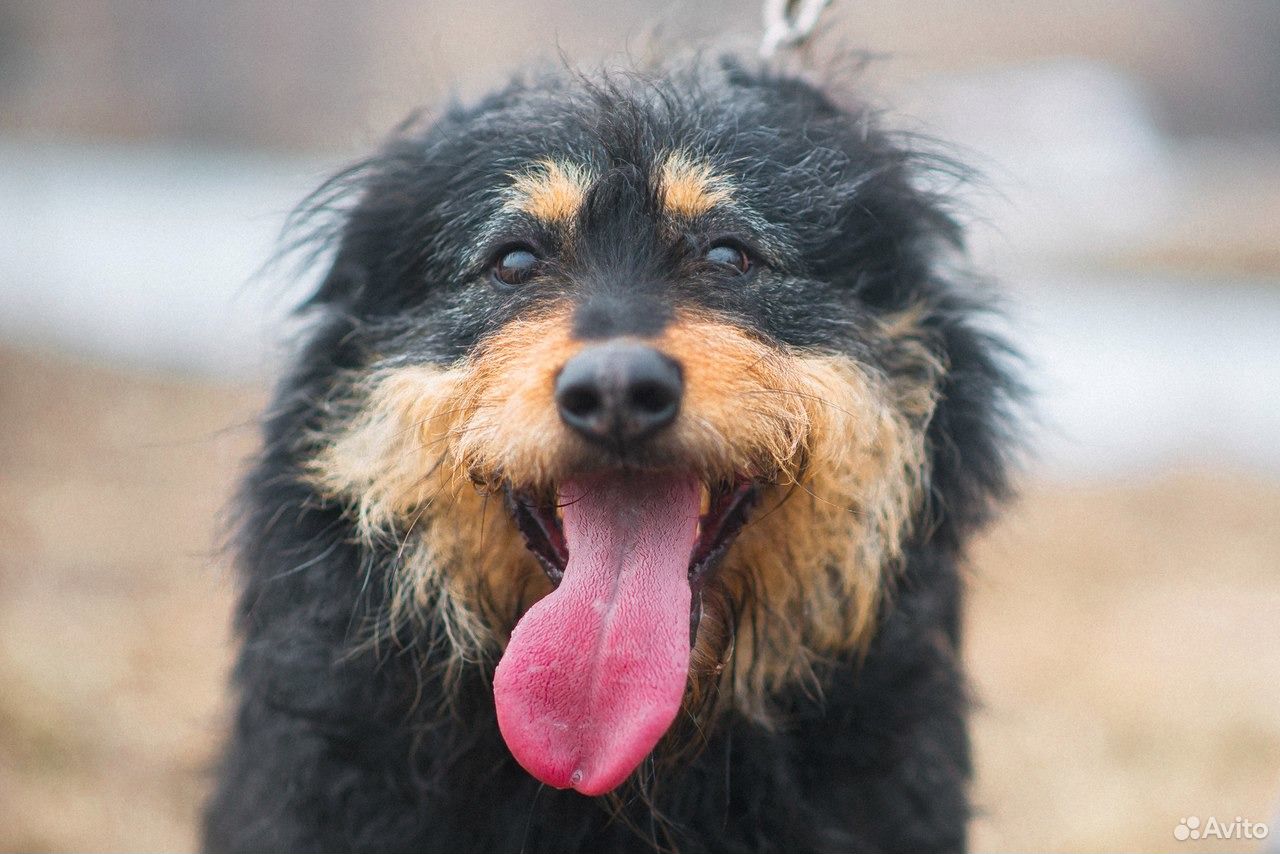 Степка хочет домой