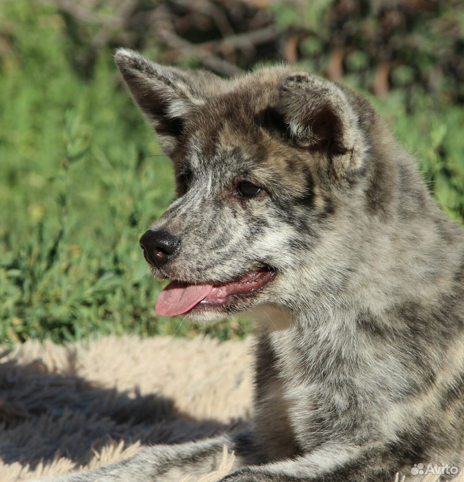 Тигровый парень