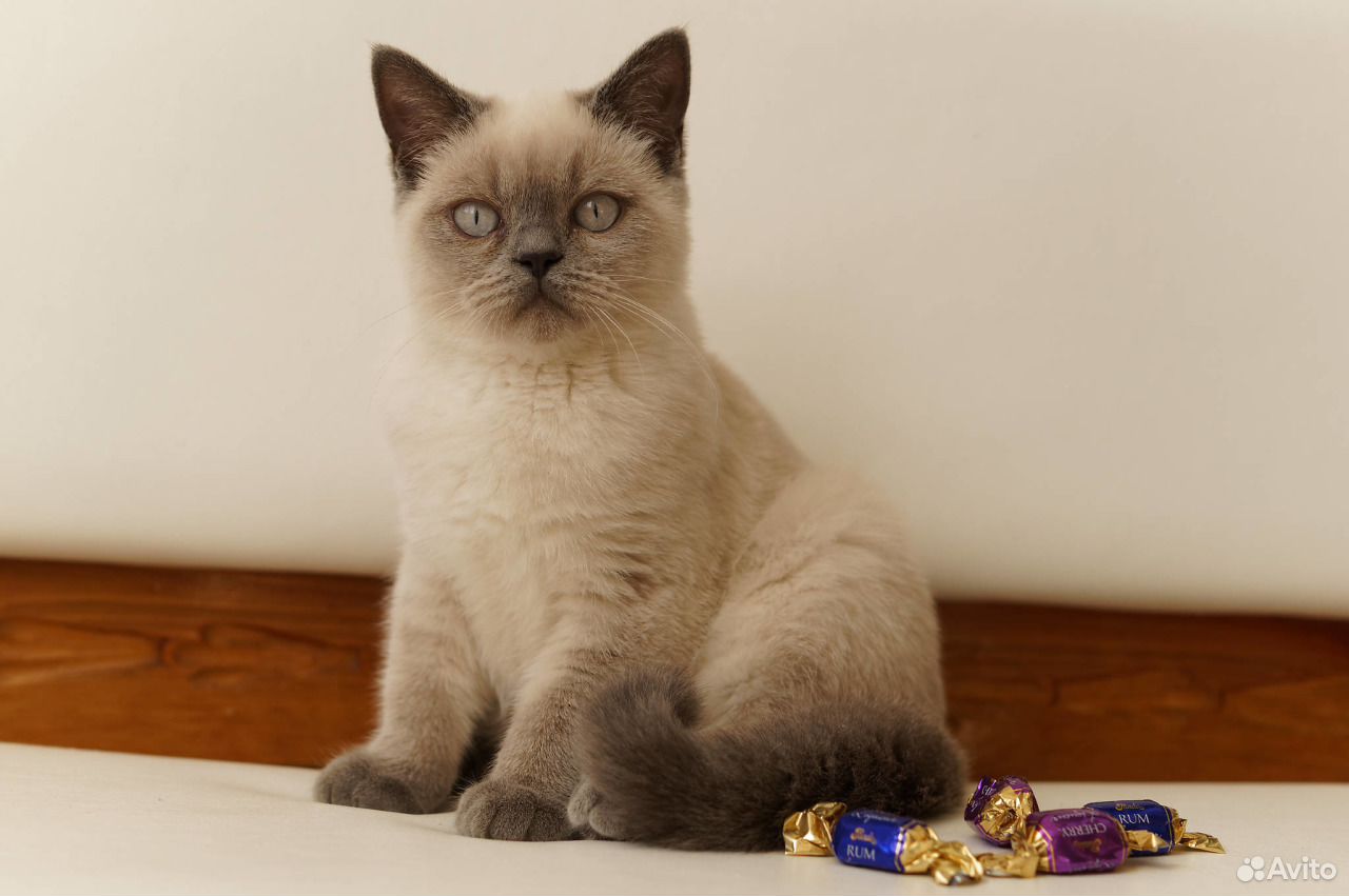 Супер плюшевый мальчик