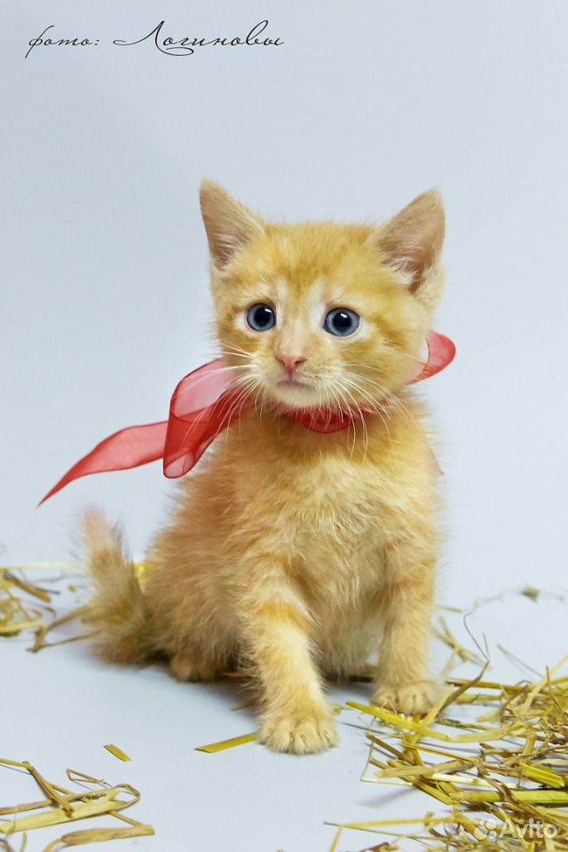 Котёнок-девочка 3 месяца