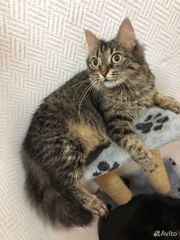 Красавица Челси ищет дом