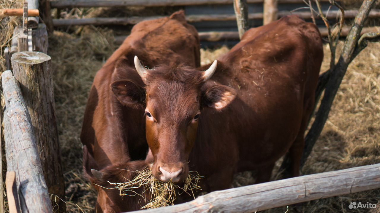 Продаю молодых коров (телят)