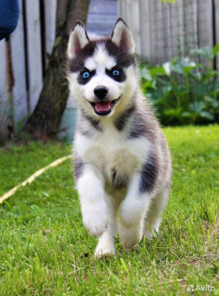 Красавица,девочка хаски (2 мес)