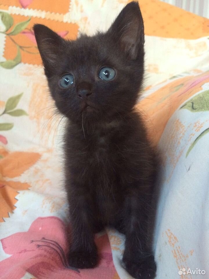 Котёнок