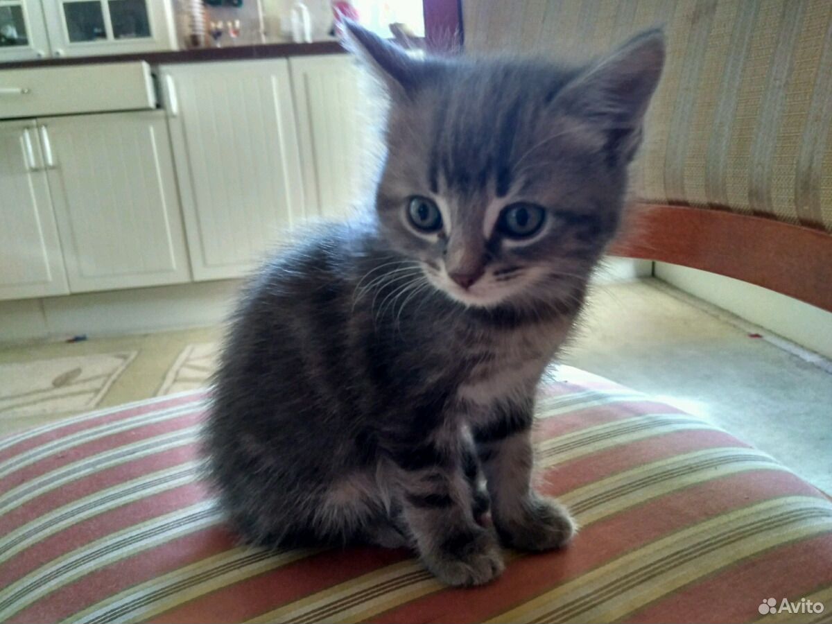 Котенок ждет хозяина