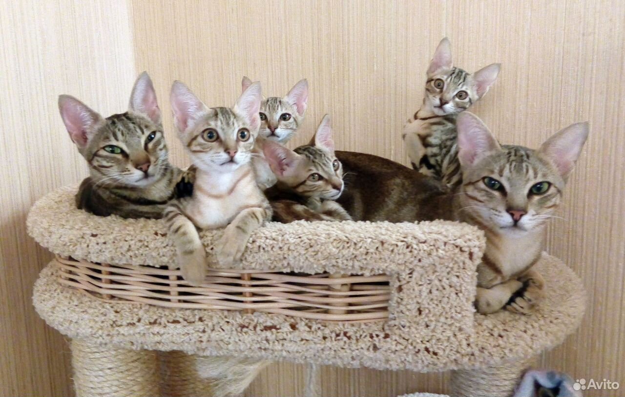 Котята Сококе- кенийская лесная кошка