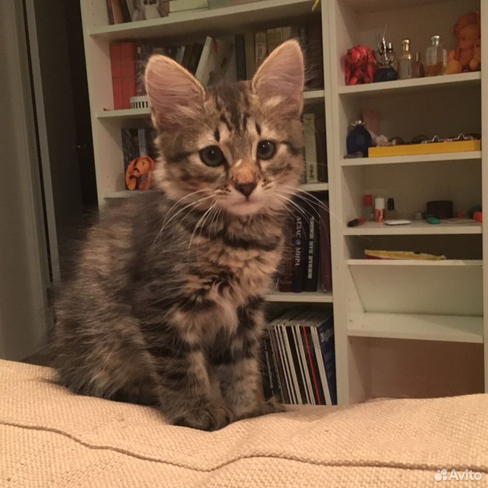 Отдам котенка Джонни 1 месяц