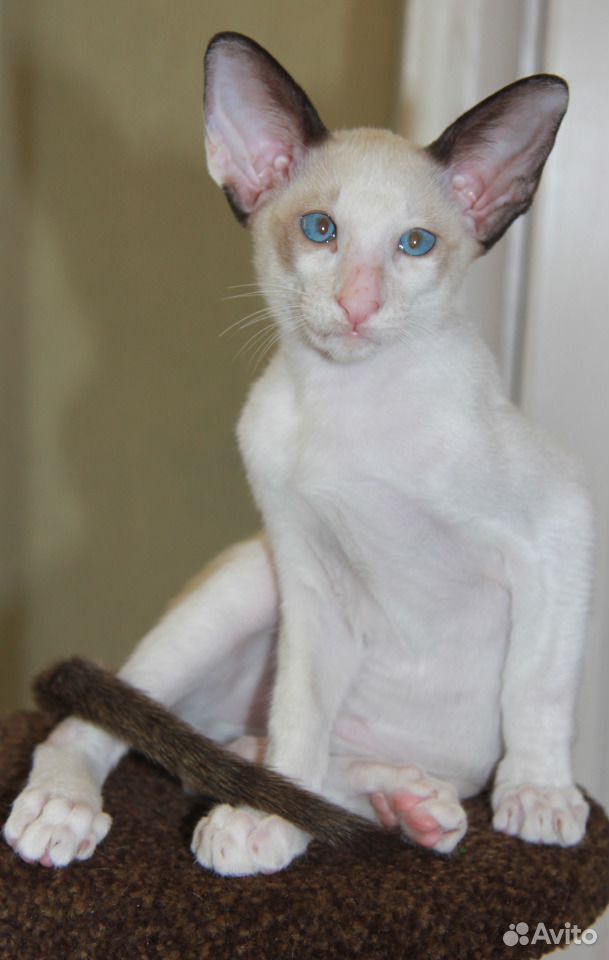 Электровеник Руфа