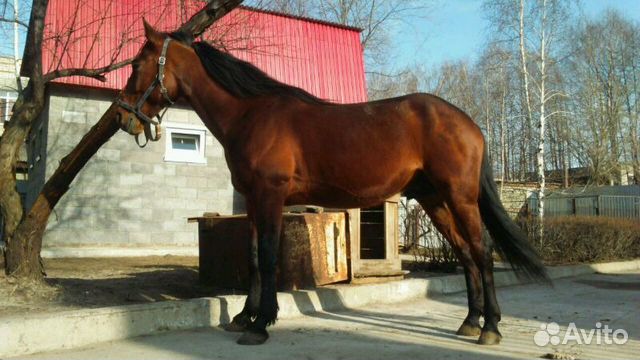 Жеребец. Французский рысак