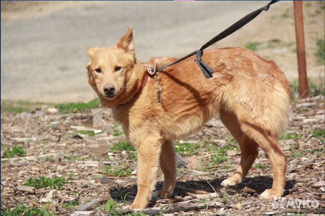 Символ года-рыжий пес