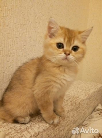 Котенок золотая шиншилла