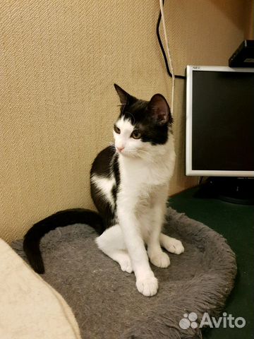 Котенок мальчик 7мес в добрые руки привит