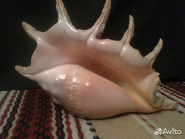 Ракушки из Красного моря