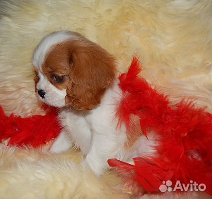 Чудо в перьях Кавалер кинг чарльз спаниель девочки