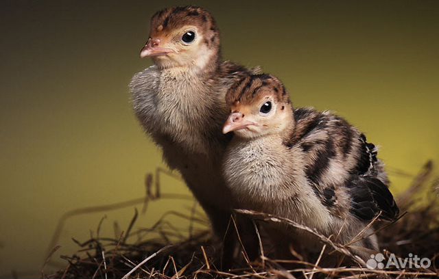 Яйцо на инкубацию