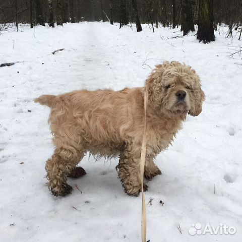 Милашка Булочка ищет дом