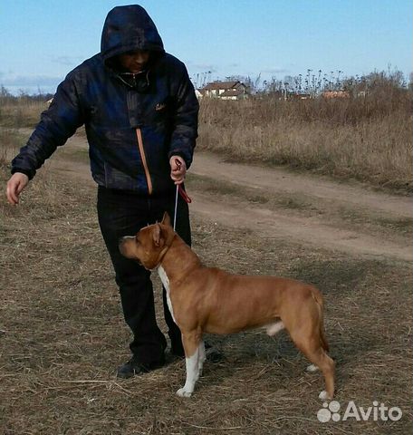 Мощные щенки аст. Известные шикарные крови. РКФ