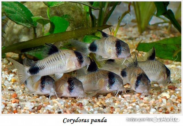 Сомики Панда, Венесуэла. Лорикария и др