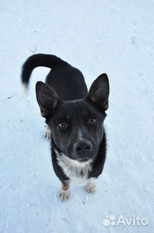 Щенок мальчик