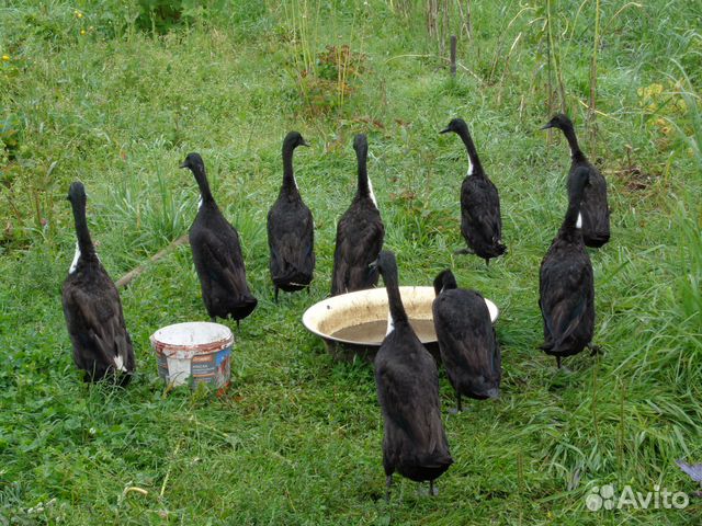 Суточные цыплята, индюшата, утята