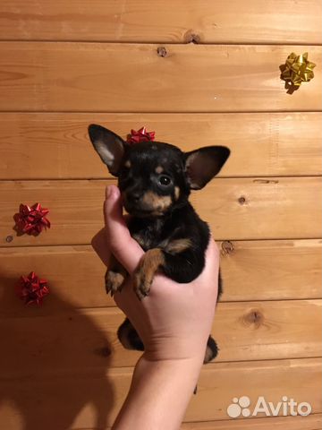 Минюшки классика