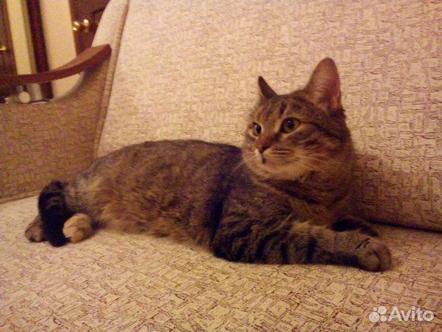 Кошка европейская короткошерстная 1год в дар