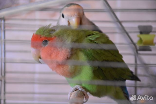 Попугаи неразлучники