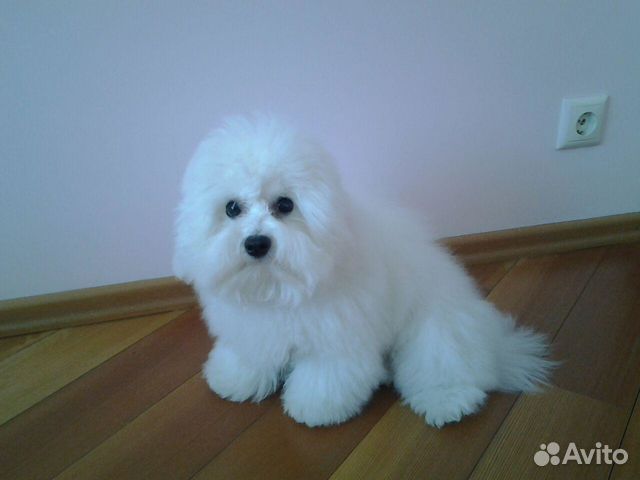 Милый мальчик Бишон Фризе