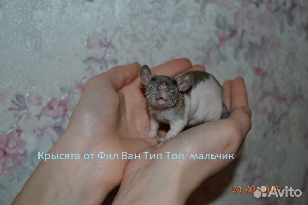 Крыс Крысенок Агути капюшон дабл рекс