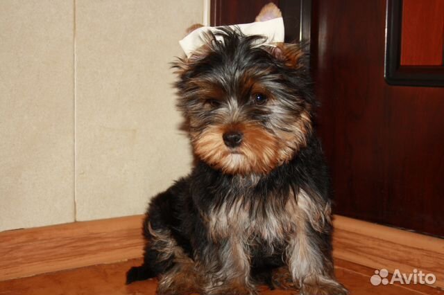 Йоркширский терьер - верный друг на всю жизнь