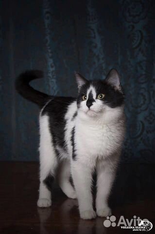 Нежная кошечка в дар