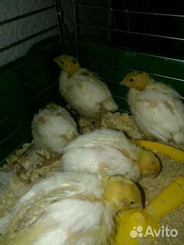 Перепелята