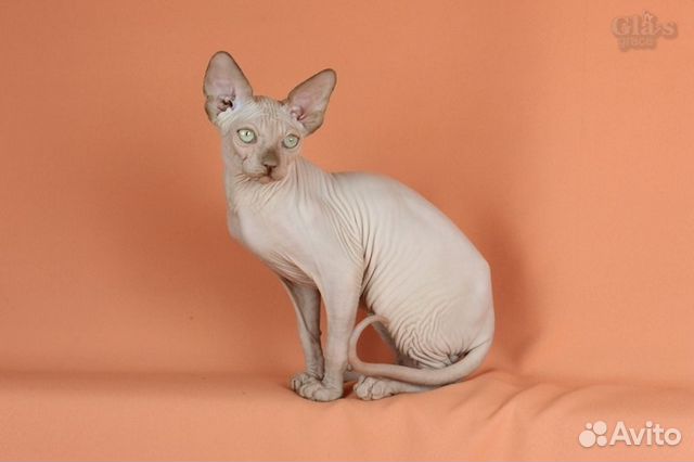 Шоколадный пойнт котик-сфинкс