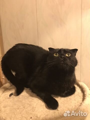 Шотландская вислоухая кошка в дар, 5 лет