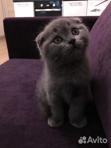 Шотландский плюшевый котик Эскандер