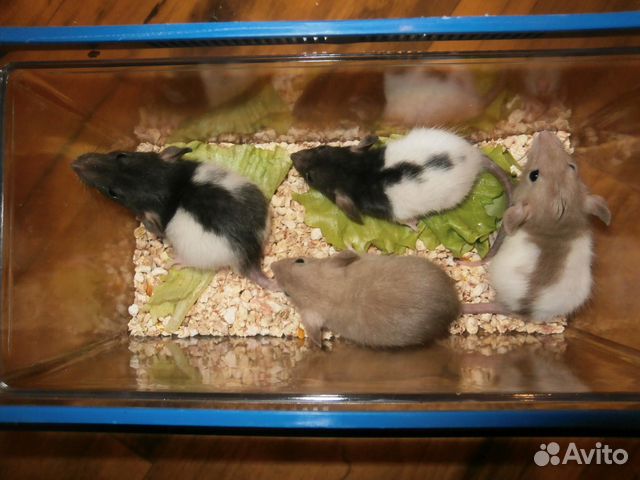 Крысы, крысята - дамбо + клетки