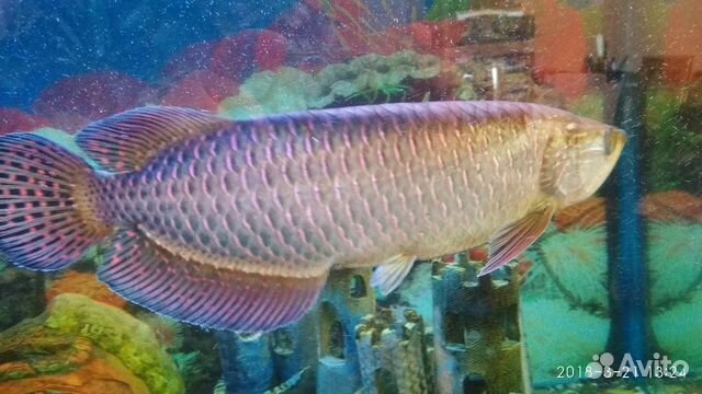 Арована жардини