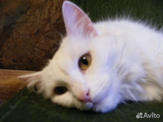 Белочка - выброшенная нежность (метис ангорской)