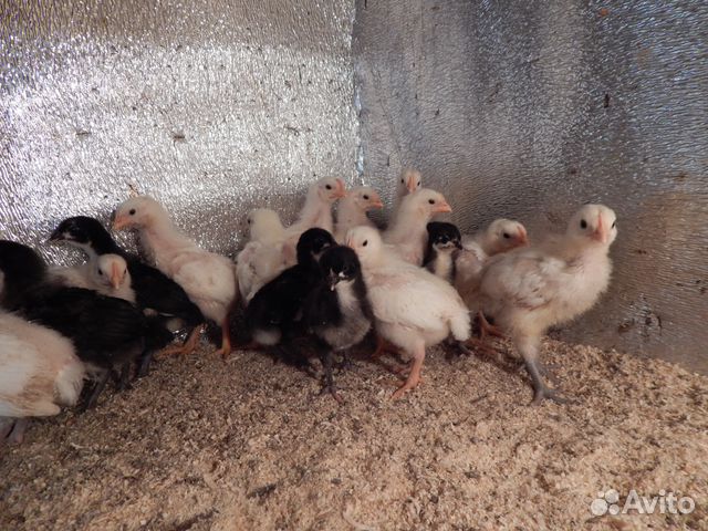 Цыплята мараны и мини мясные