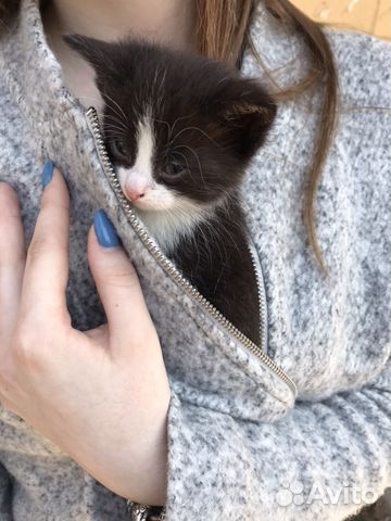 Котёнок в добрые руки