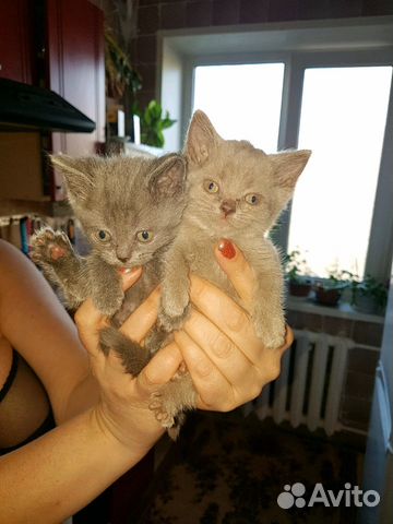 Котики