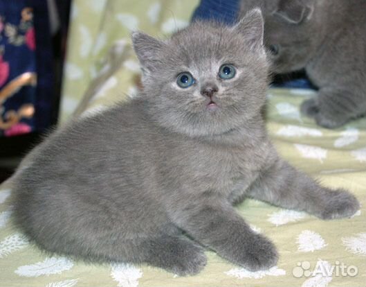 Шотланский прямоухий котик