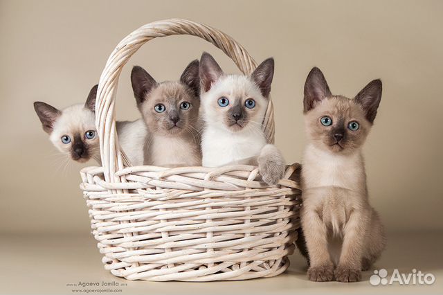 Тонкинские котята, родились в день влюбленных