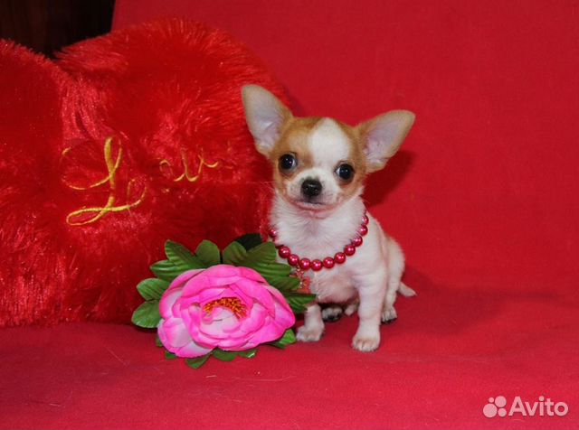 Чихуахуа, мини мальчик 28.01.2018