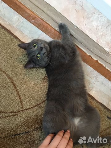 Кошка Русская Голубая