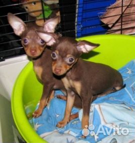 Той-терьер щенки близнецы