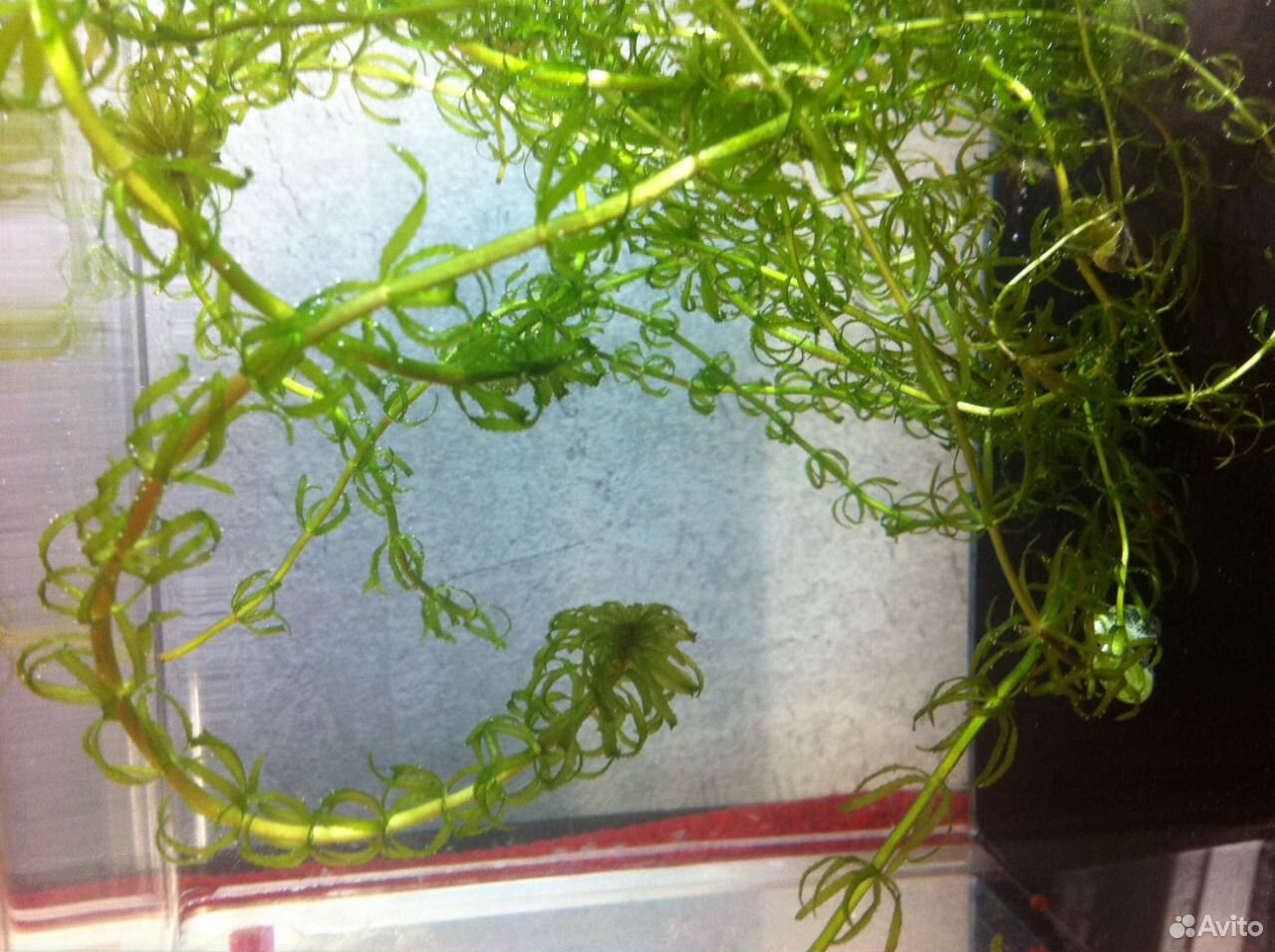Аквариумное растение - элодея
