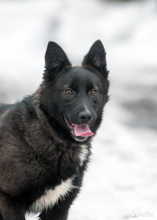 Габи в добрые руки